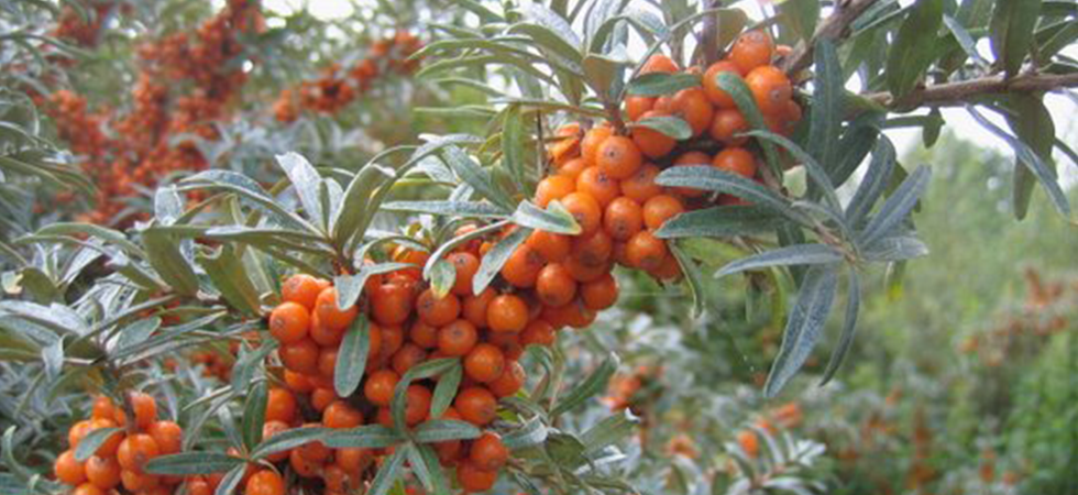 Havtorn - grusgravens overset guld | hedebo